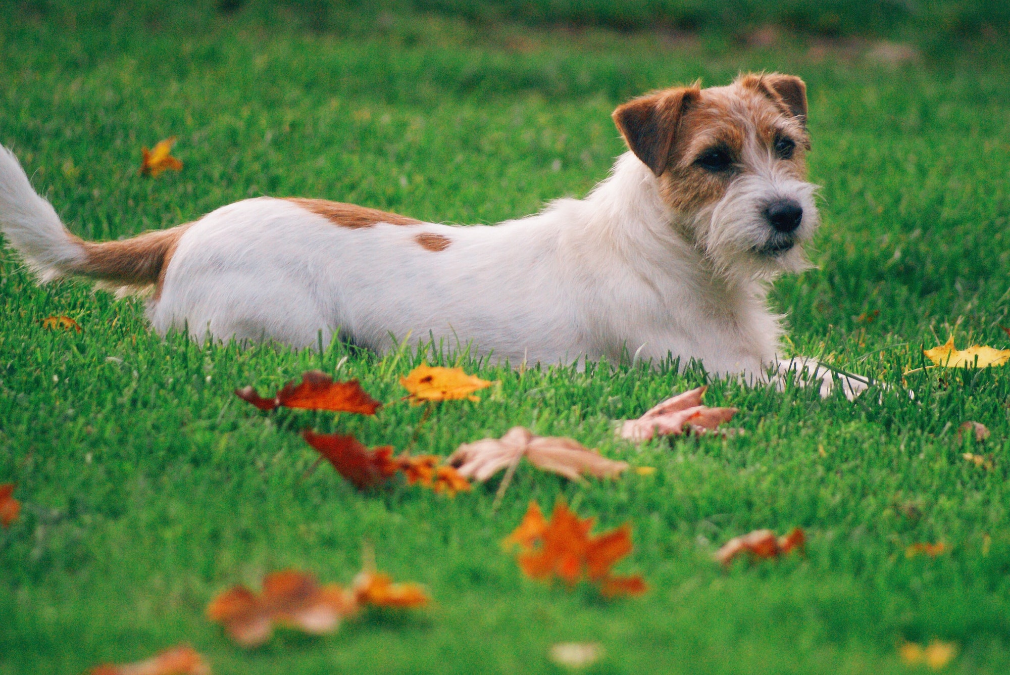 Dogs n Sox - Give Your Best Friend The Best Thing.